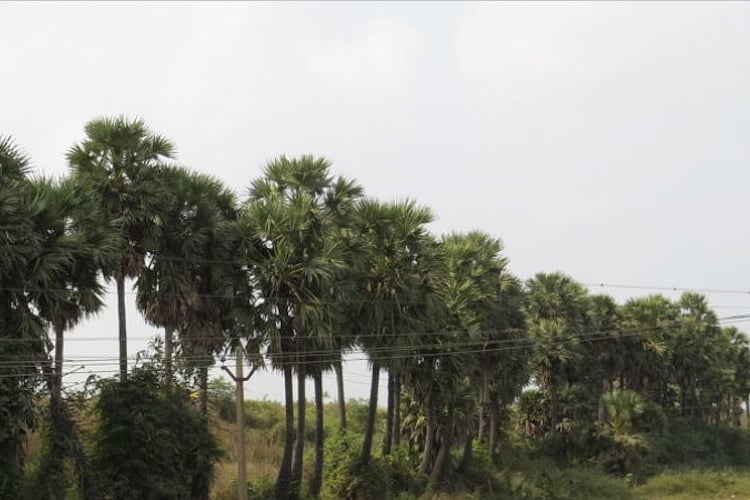 Why Tamil Nadu needs more palmyrah, the state tree