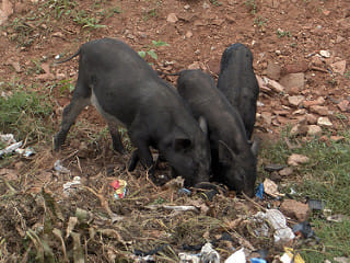 Bengaluru’s pig problem won’t go away, ‘pig-catchers’ face complaints ...