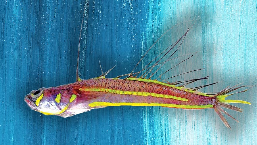 Rare colourful fish species which uses fins to communicate found off ...