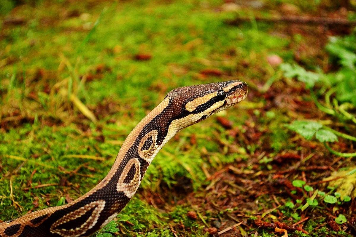 Snakepedia: An app about Kerala’s snakes, myths and treatment