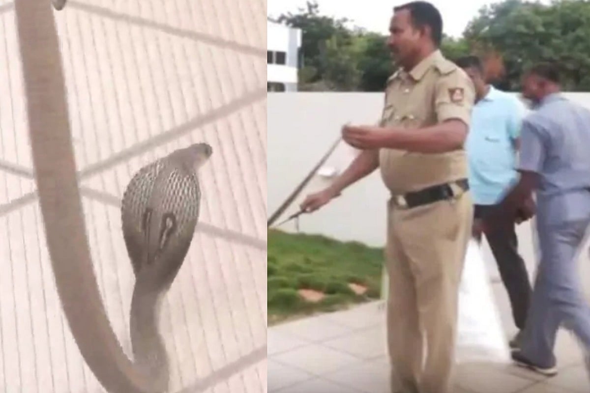 Snake causes chaos at BJP Shiggaon camp office in Karnataka, rescued