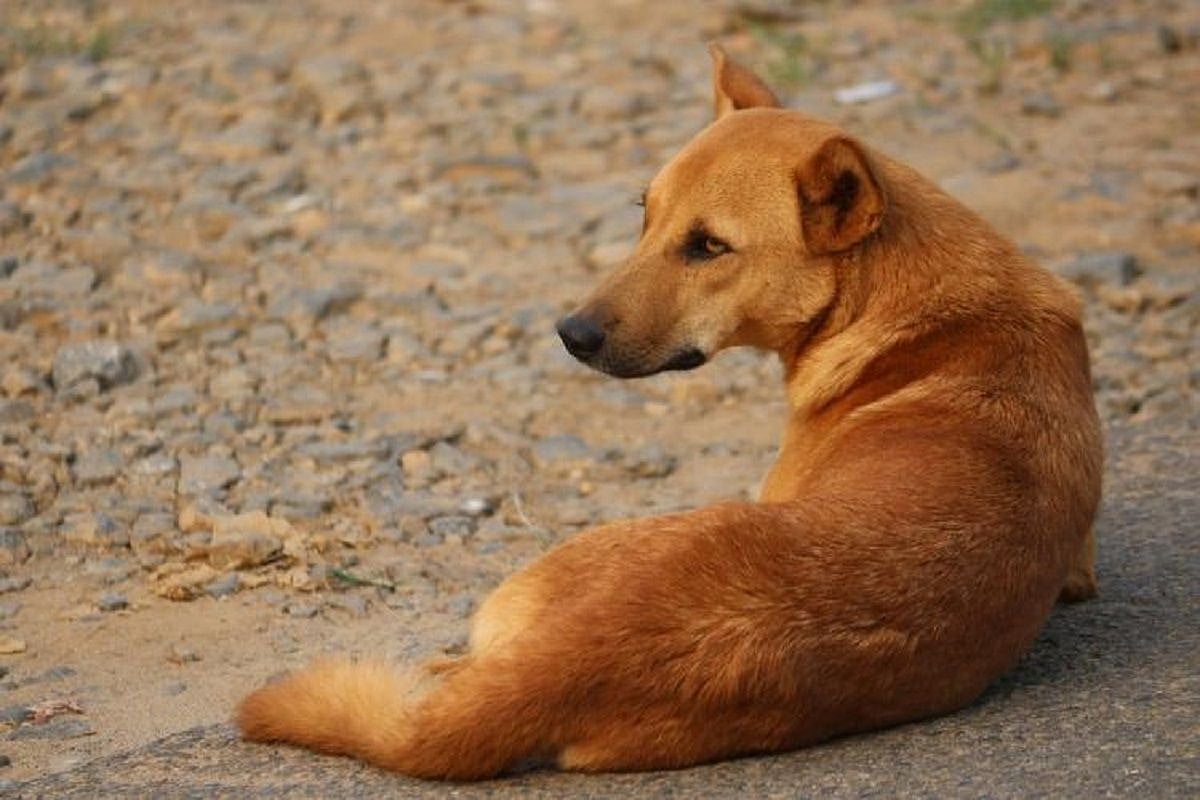 Telangana: 14, including children injured after stray dog goes on ...