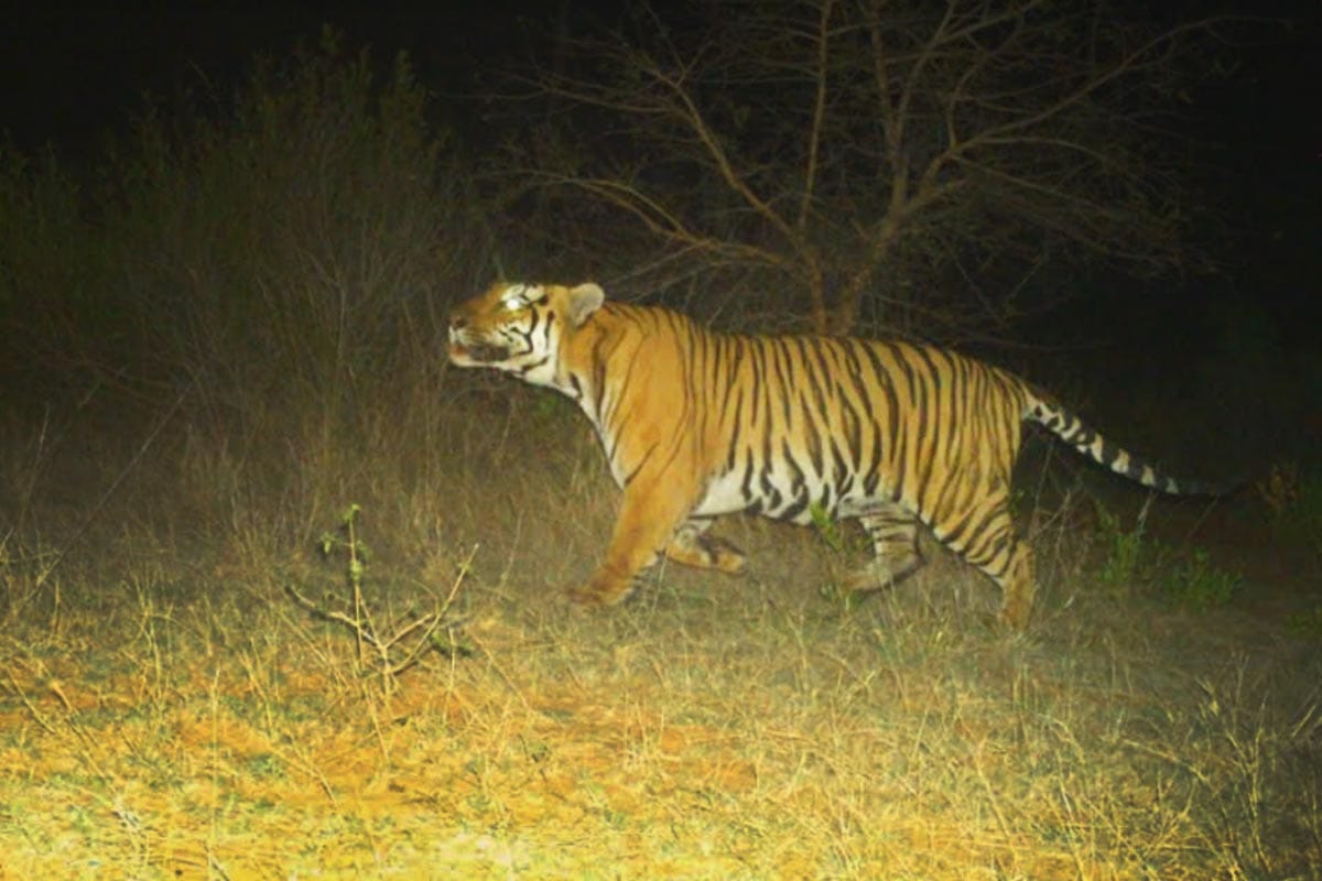 Tiger kills 19 livestock in a month in villages near Bandipur, park ...