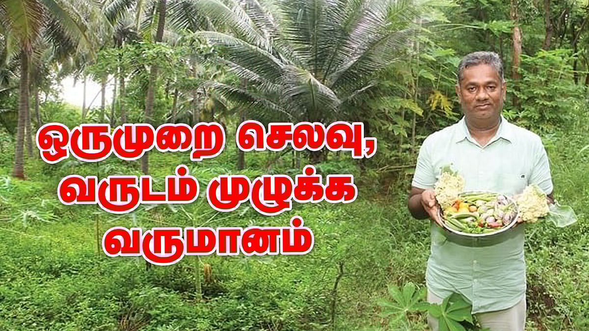 `ஒருமுறை செலவு; வருடம் முழுக்க வருமானம்' - அசத்தும் ஐந்தடுக்கு சாகுபடி ...