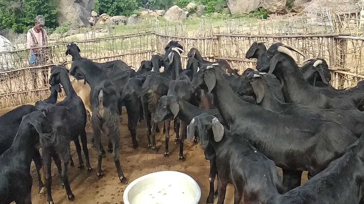 அருமையான வருமானம் தரும் ஆடு வளர்ப்பு! - பசுமை விகடன் வழங்கும் ஆன்லைன் ...