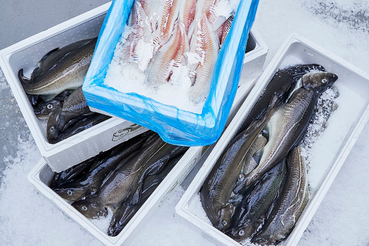 Quarter of ups and downs for Norway's cod farmers with ambition to scale